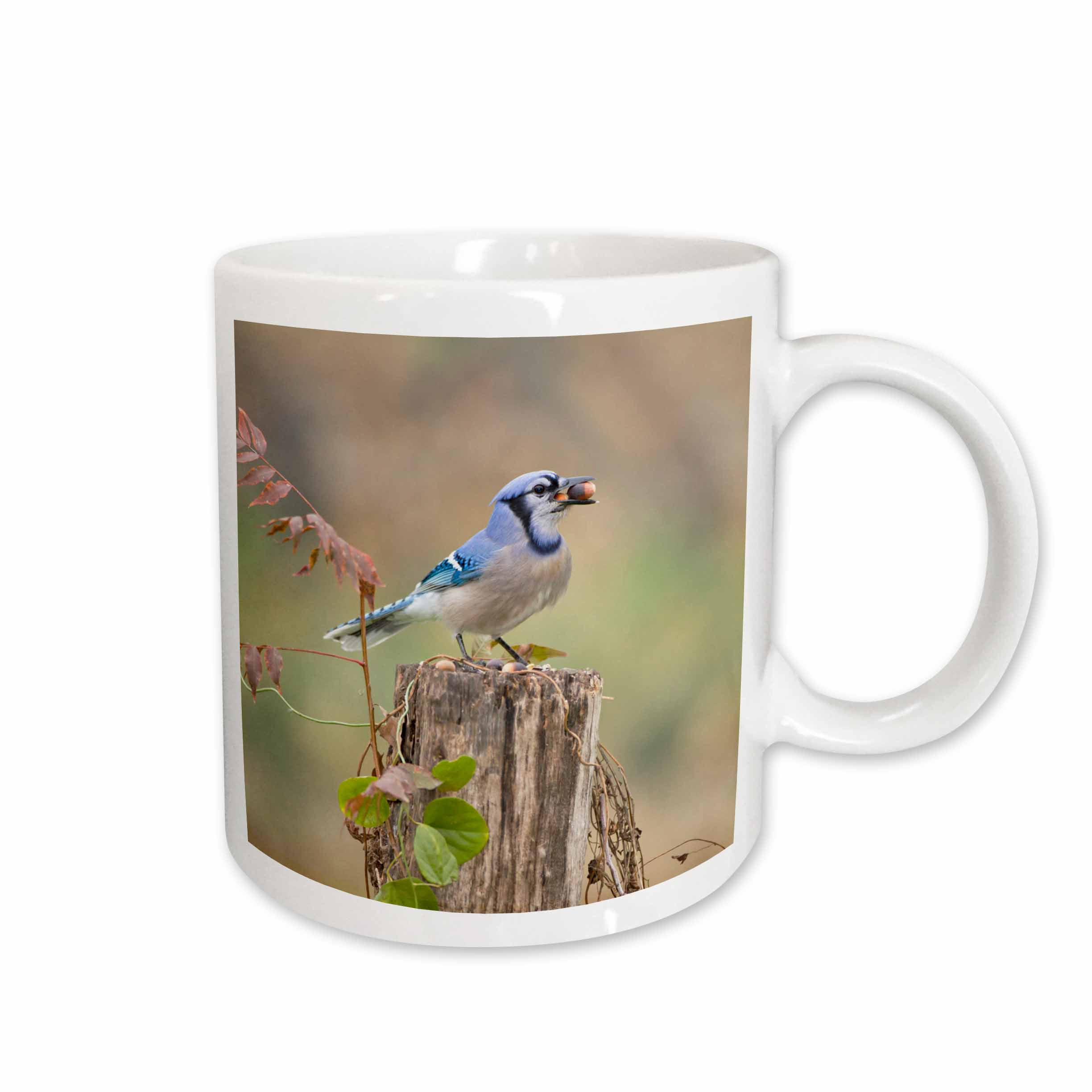 Blue jay bird, adults, Autumn, Texas, USA - US44 LDI0792 - Larry Ditto ...