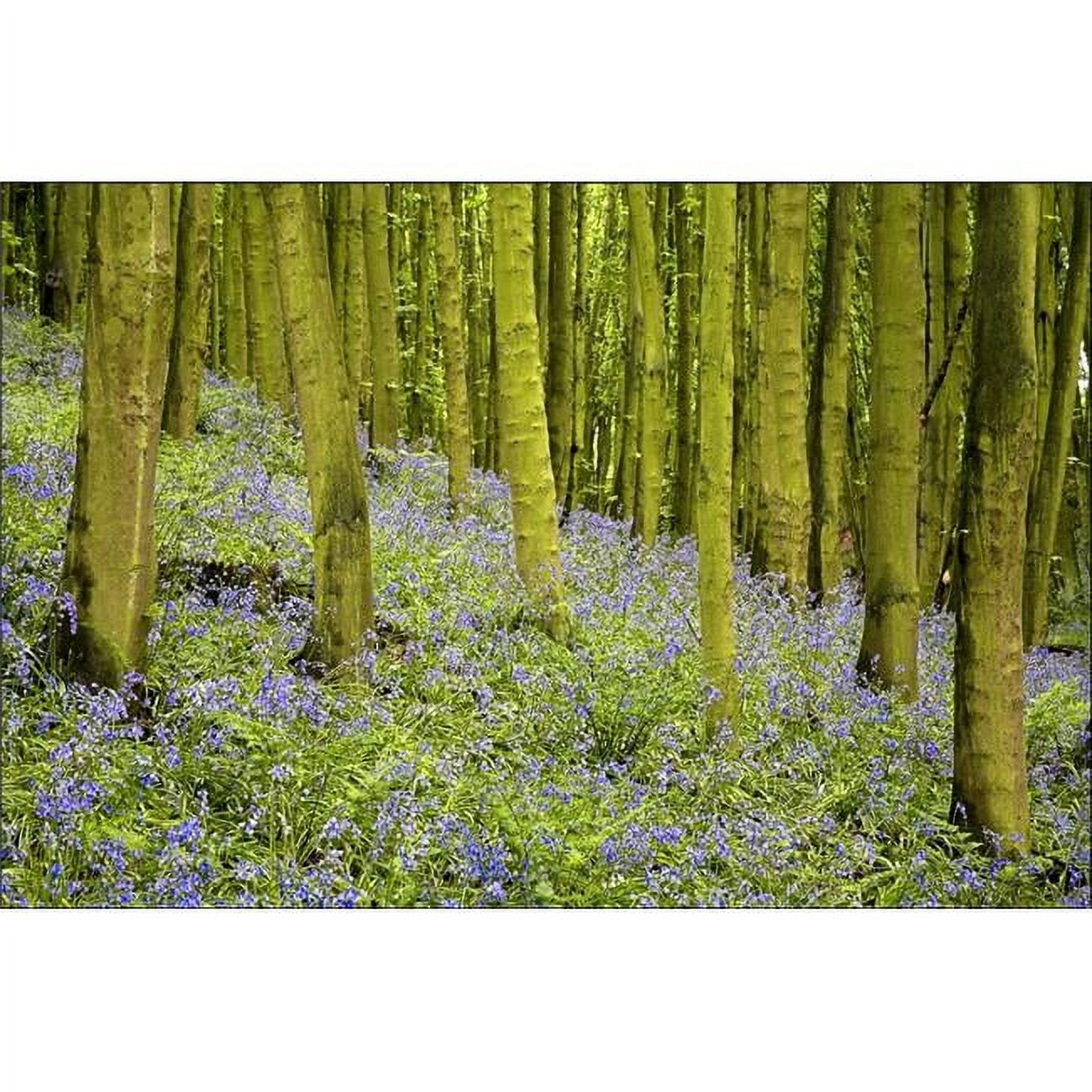 Bluebell Wood Impression Poster Print - Walmart.com