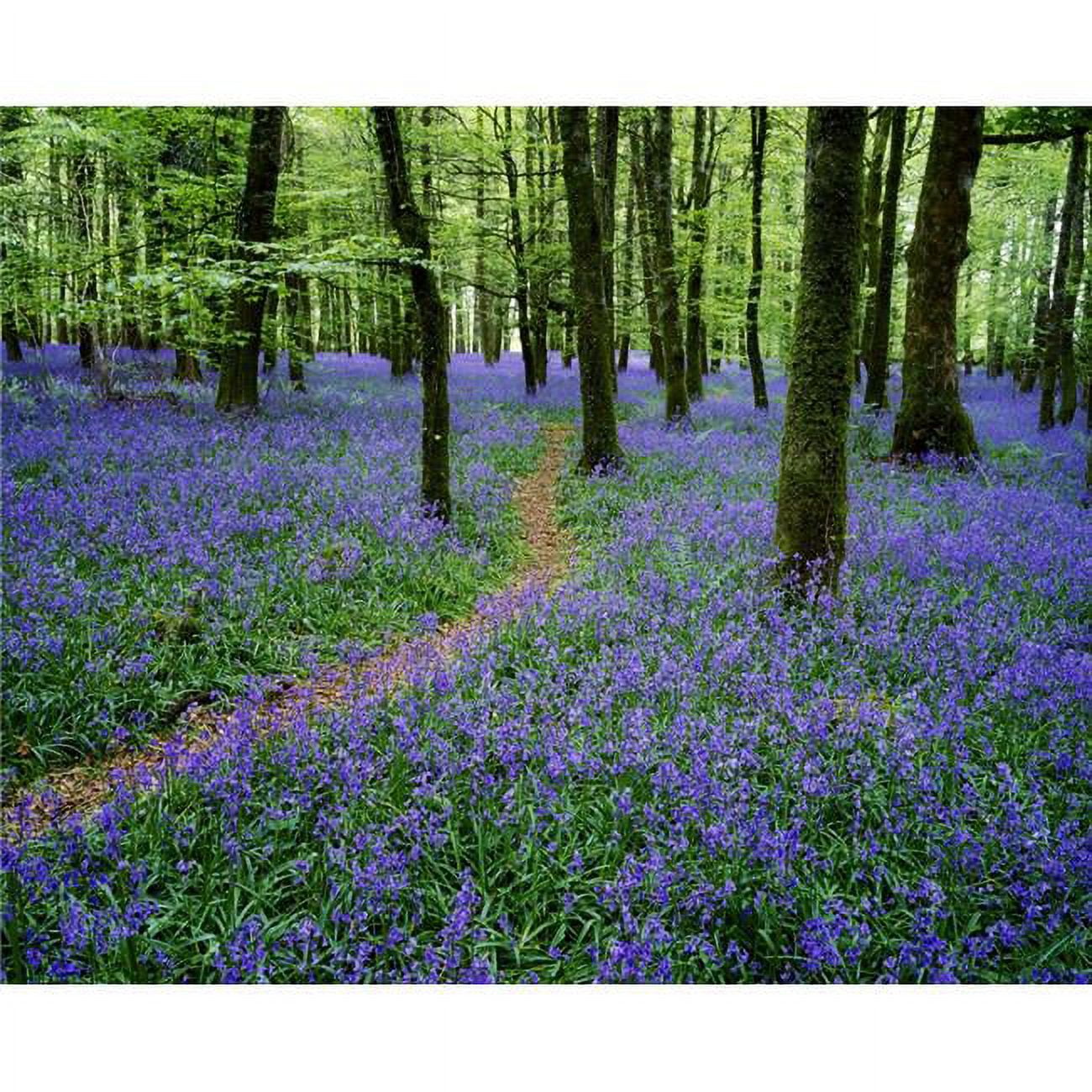 Bluebell Wood Near Boyle Co Roscommon Ireland Poster Print by The Irish ...