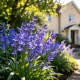 Bluebell for Planting-(Non-Artificial)-Easy to Grow & Quick - Walmart.com
