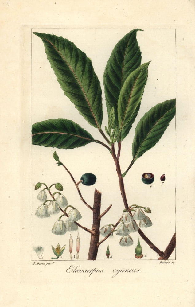 Blueberry Ash Elaeocarpus Reticulatus Native To Australia Poster Print ...