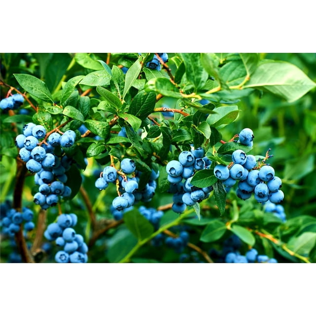 CZ Grain Blueberry Bush Seeds, 250+ Northern Highbush Blueberry Seeds ...
