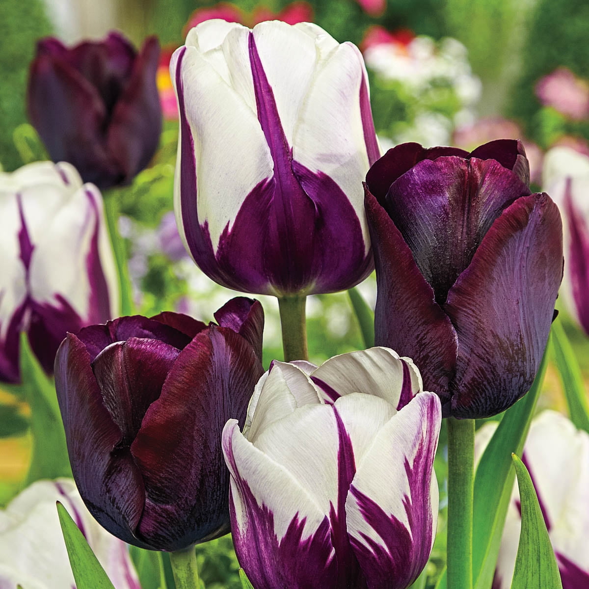 Breck's Blueberry Chocolate Tulip Plant Bulbs (10 Count), Dark ...