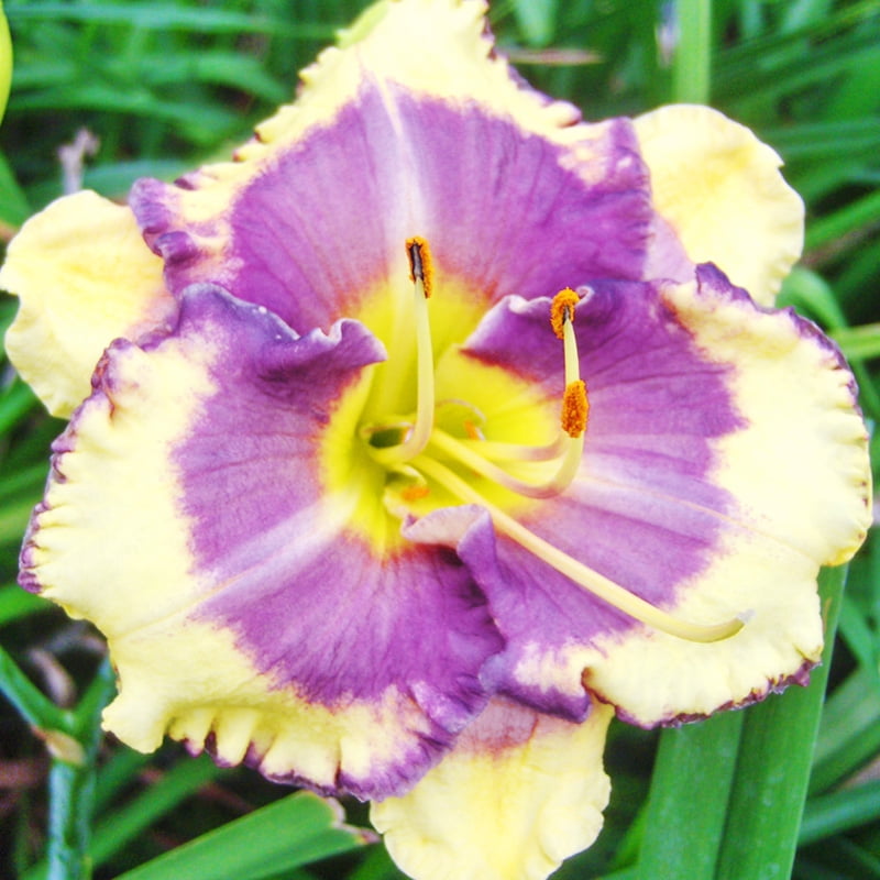 Blueberry Cream Daylilies Root - Pleasantly Scented Daylily ...