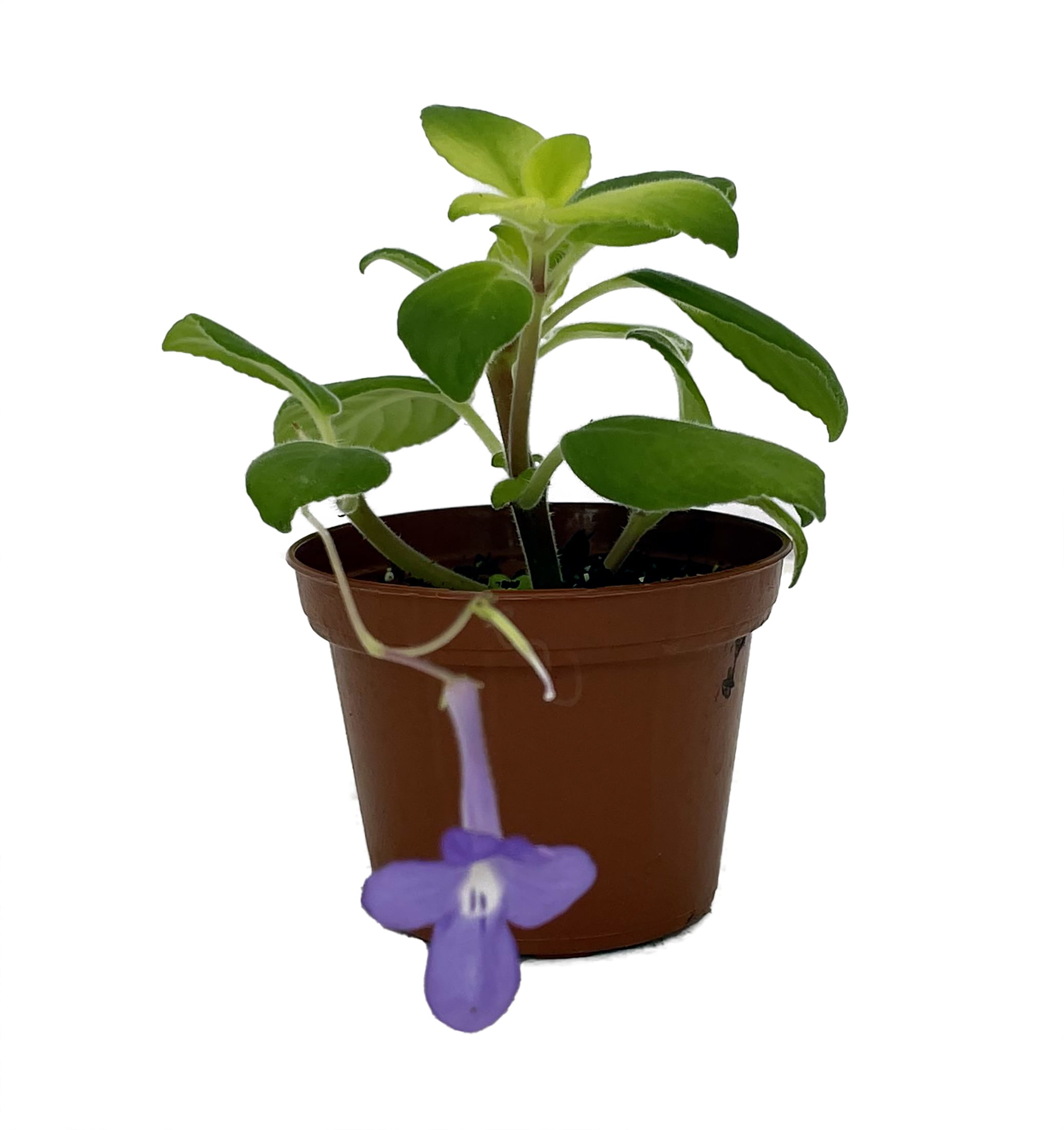 Live Blueberry Creme Cape Primrose Plant - Streptocarpella, Benefits ...