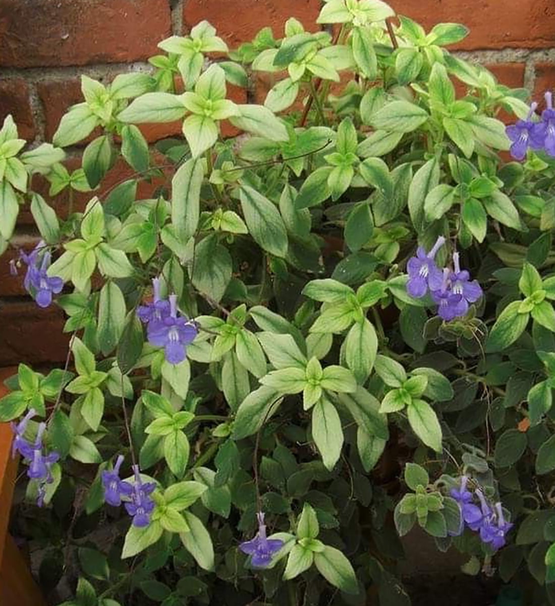 Blueberry Creme Cape Primrose Plant - Streptocarpella - 2.5" Pot ...