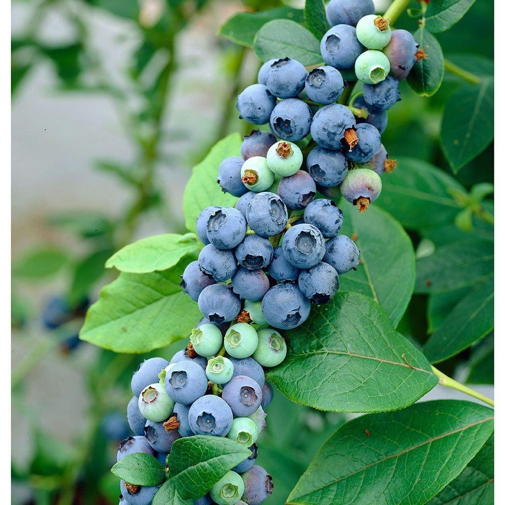 Blueberry-Draper Highbush-Sweet Firm Fruit 1 Gallon - Walmart.com