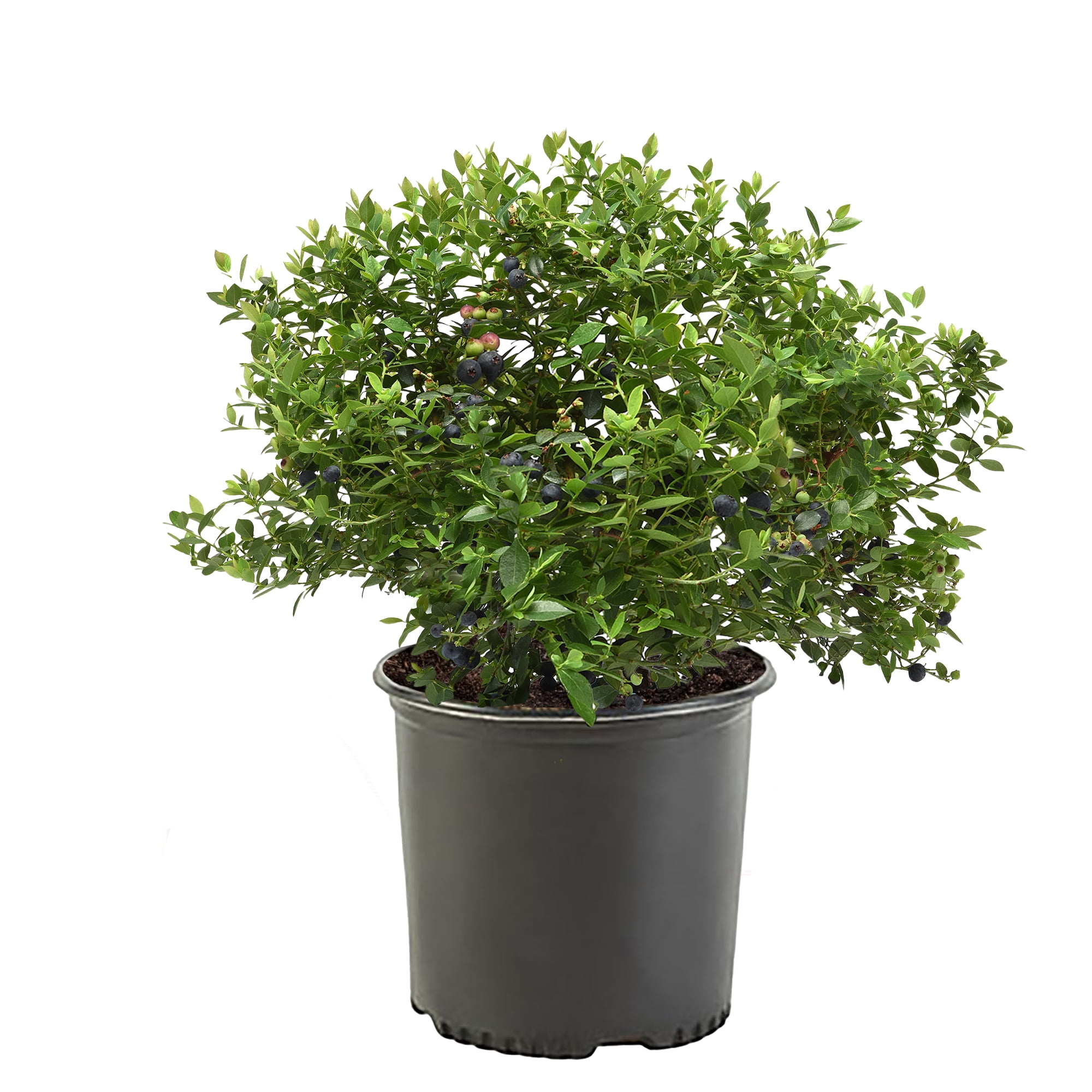 Blueberry Duke Live Shrub (1 Gallon) - Walmart.com
