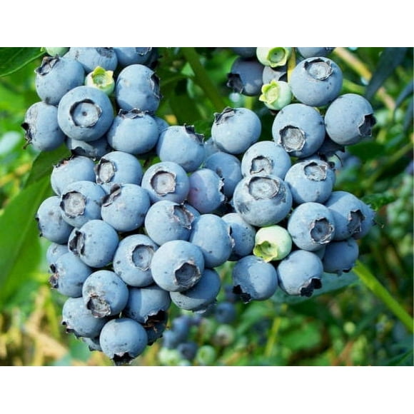 Blueberry Seeds in Seed Gardening - Walmart.com