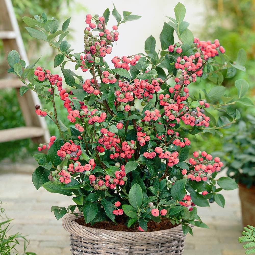 Sacred Roots Nursery Blueberry 'Pink Lemonade' Live Starter Plant ...