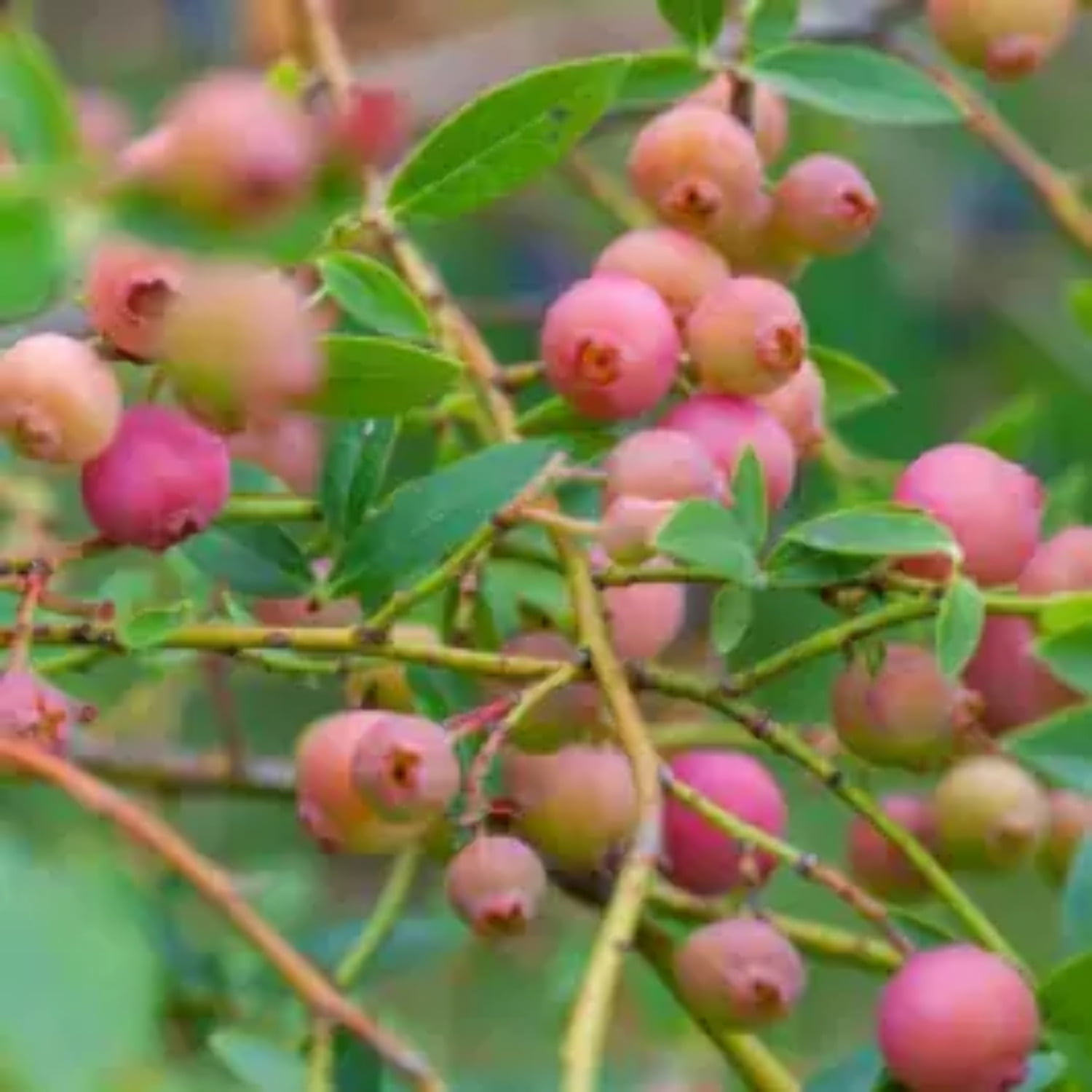 Blueberry ' Pink Lemonade' - Walmart.com