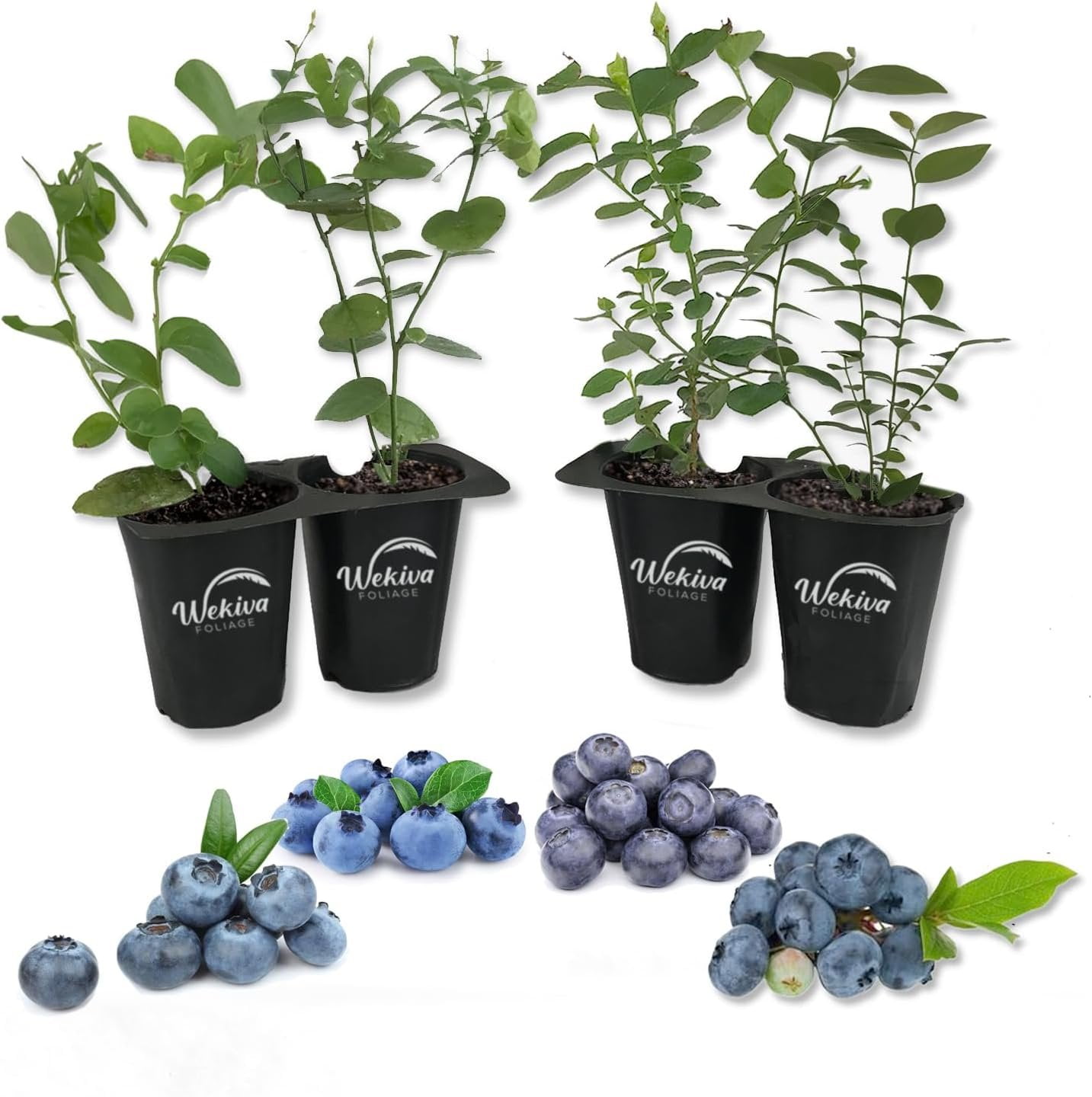 Blueberry Plant Variety 4Pack - 4 Live Starter Plants - Vaccinium ...