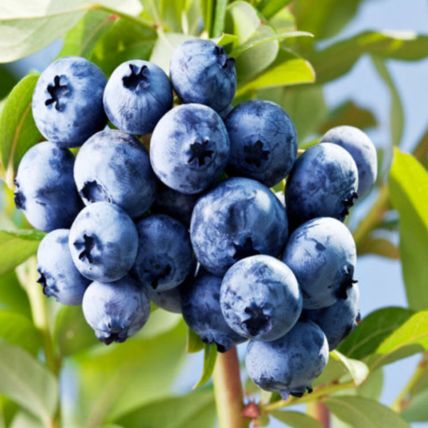 Blueberry Plants Live for Planting, Set 2 Jewel Blueberry Bushes Live ...
