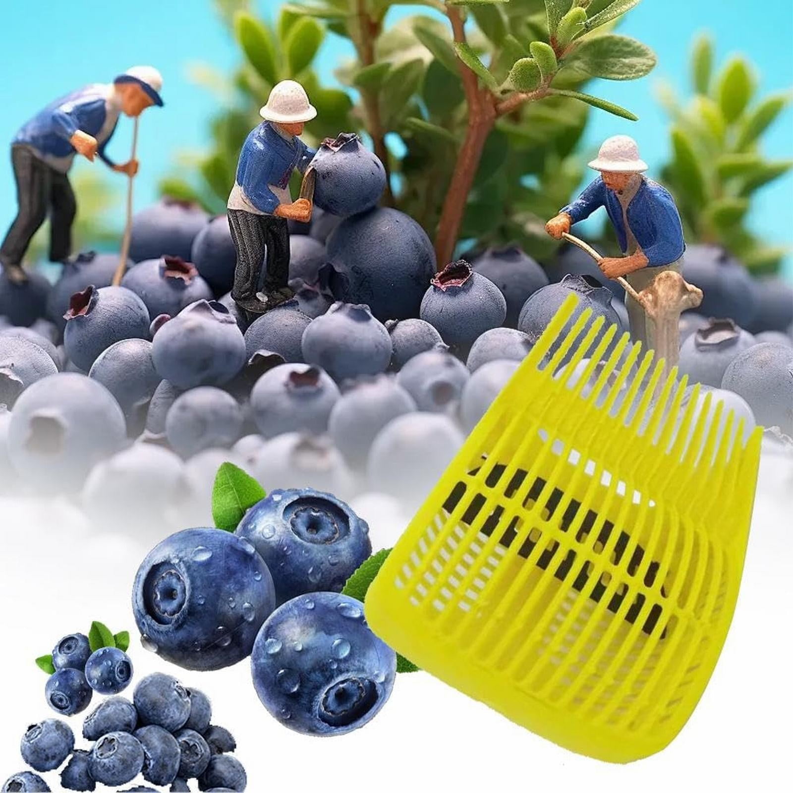 Blueberry Rake Plastic Berry And Rakes Portable Berry Comb Rakes For ...