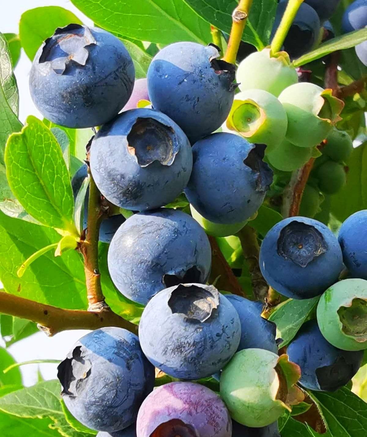 Blueberry Seeds for Planting 200 Pcs MHD1 - Walmart.com