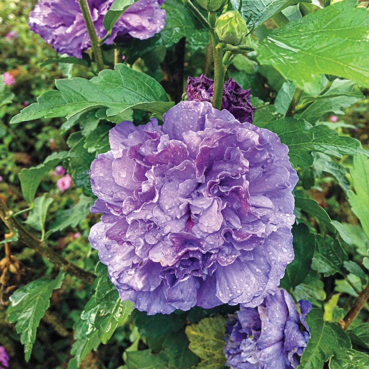Blueberry Smoothie Althea Rose of Sharon (Hibiscus), Deciduous Bare ...