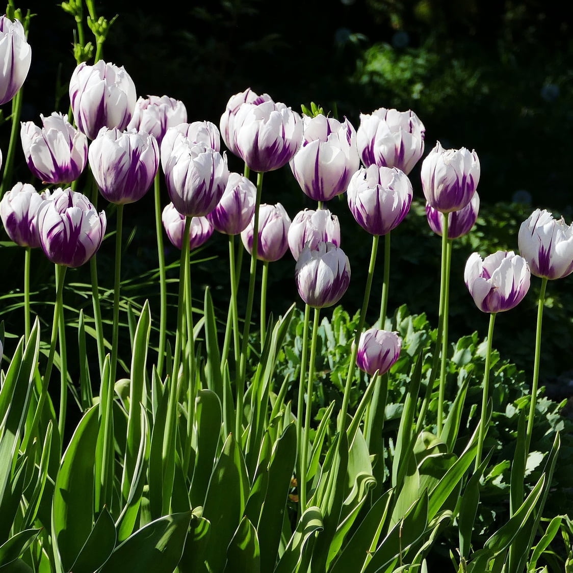 Blueberry Swirl Tulips, 10 Bulbs - Purple & White Flowers - Attracts ...