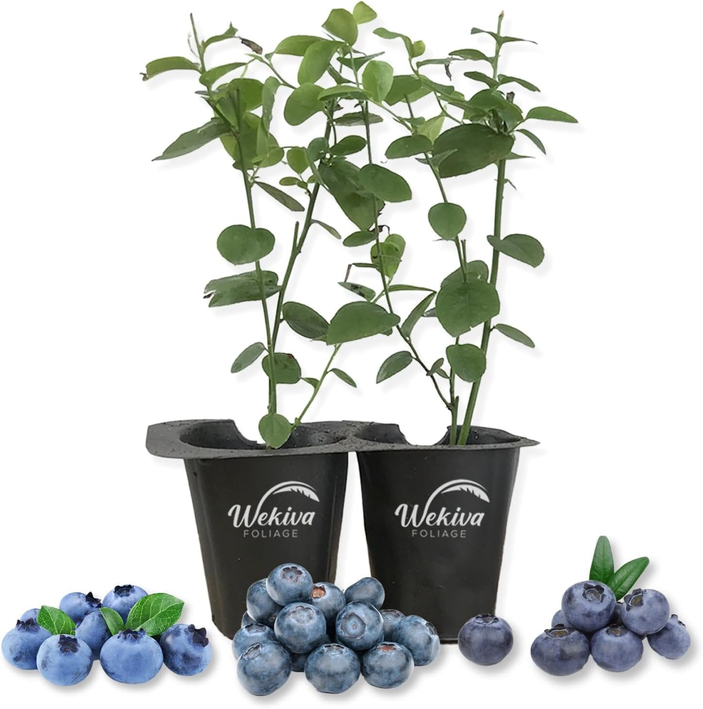 Blueberry Variety Pack - 2 Live Tissue Culture Starter Plants - Fruit ...