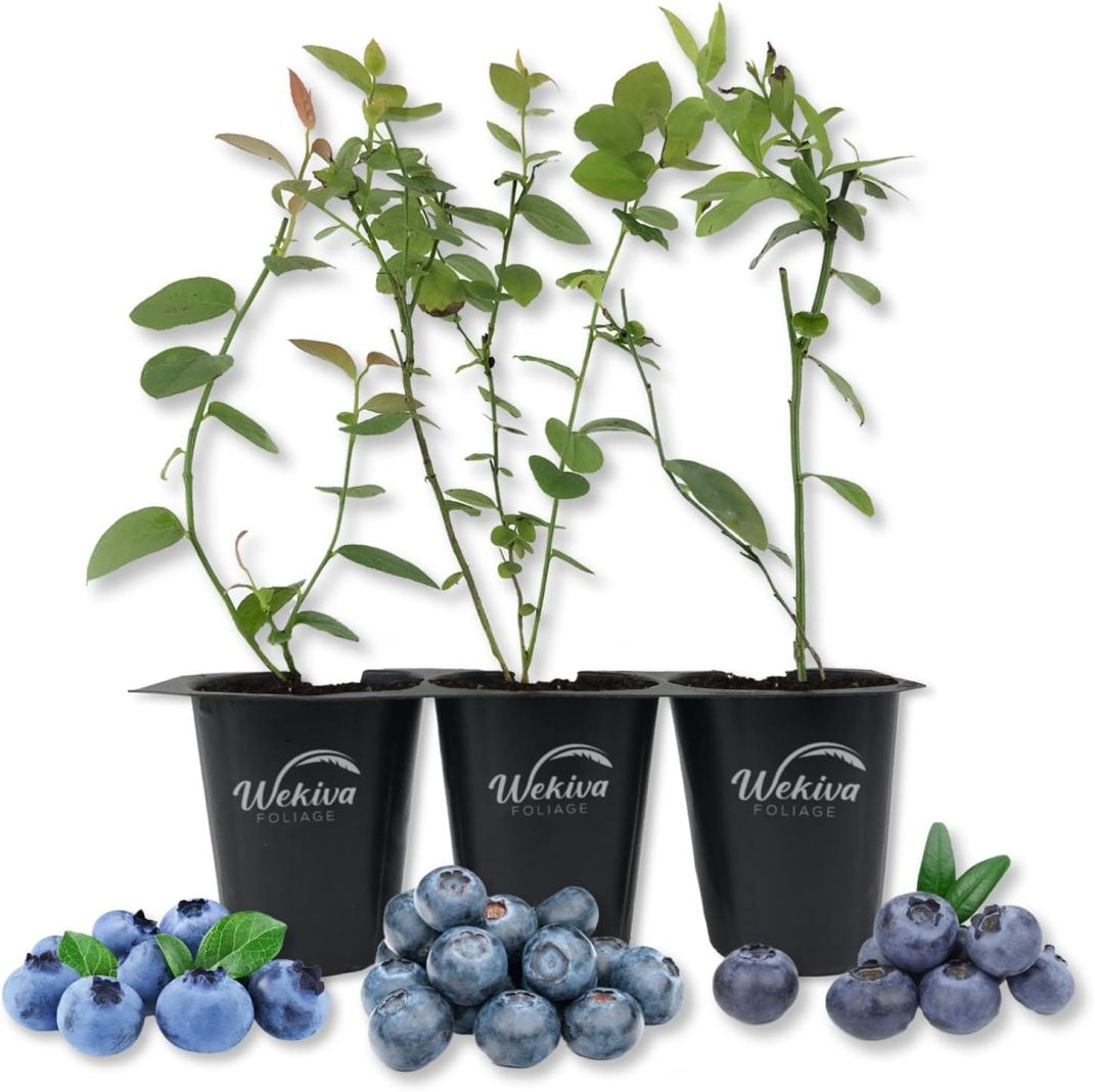 Blueberry Variety Pack - 3 Live Tissue Culture Starter Plants - Fruit ...