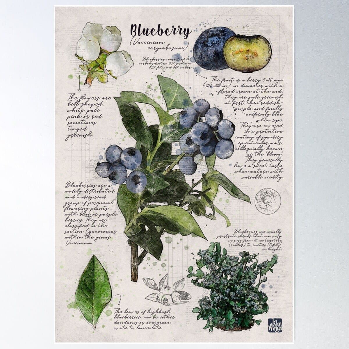 Blueberry Vintage Botanical Poster Poster Wall Art, Modern Wall Decor ...
