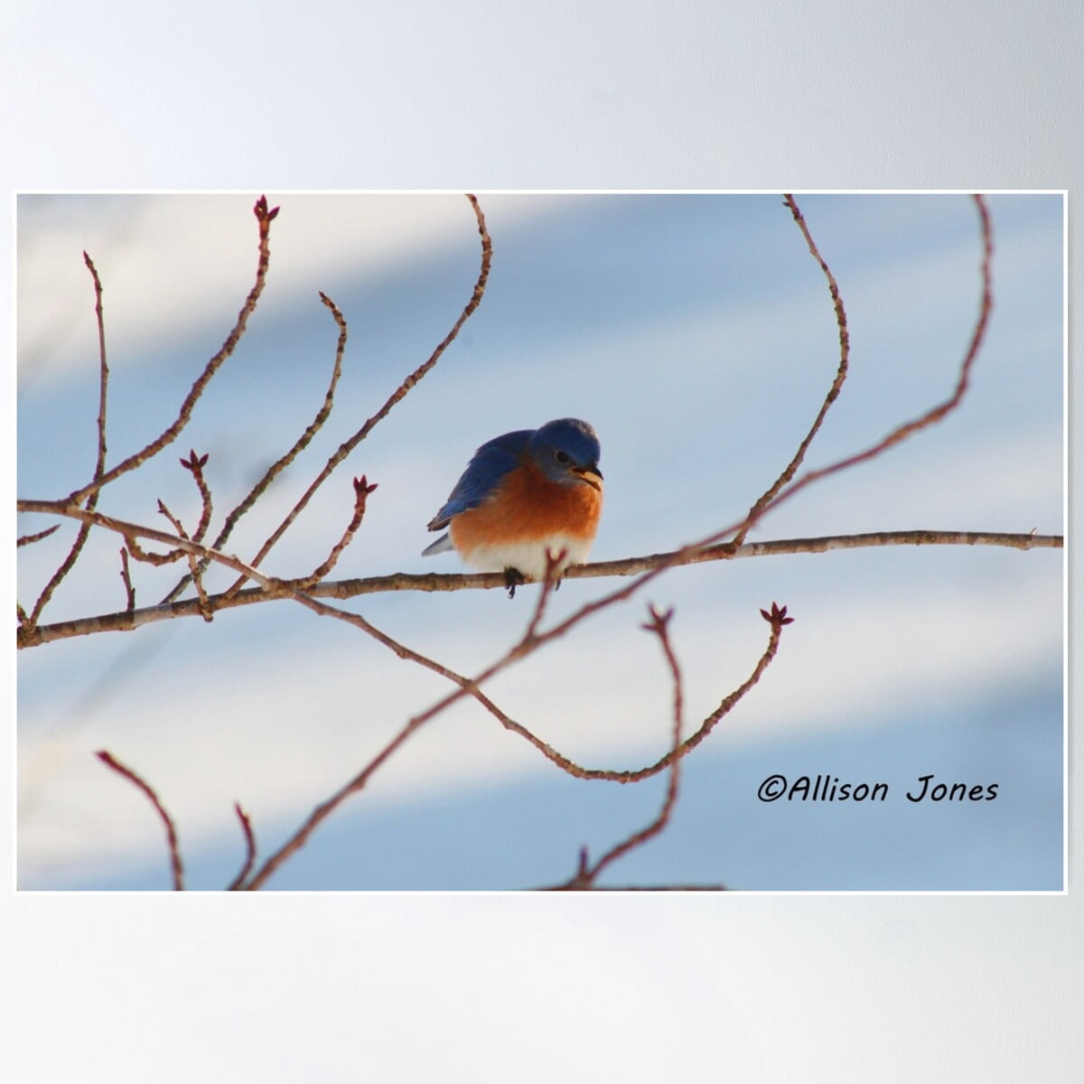 Bluebird Poster Wall Art, Modern Wall Decor For Living Room Bedroom ...