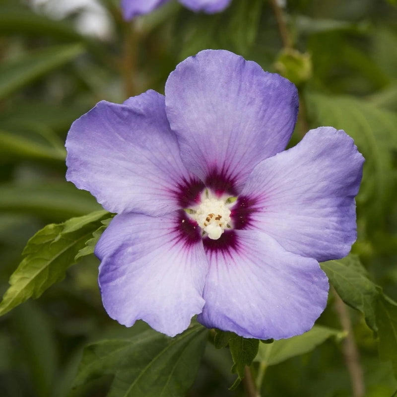 Bluebird Rose of Sharon Live Shrub – 1 Gallon Bareroot - Walmart.com