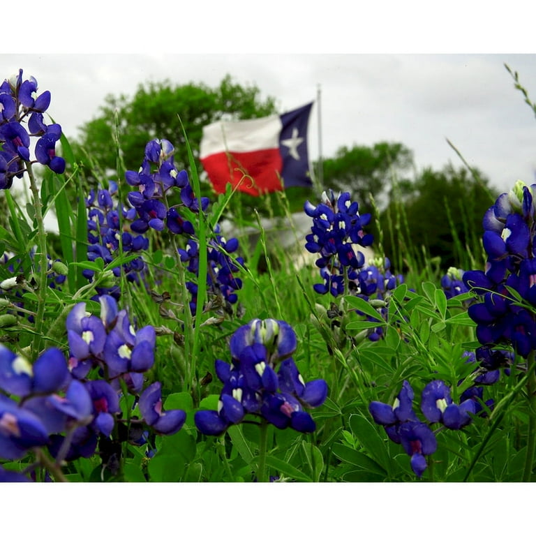 Bluebonnets I Can Print