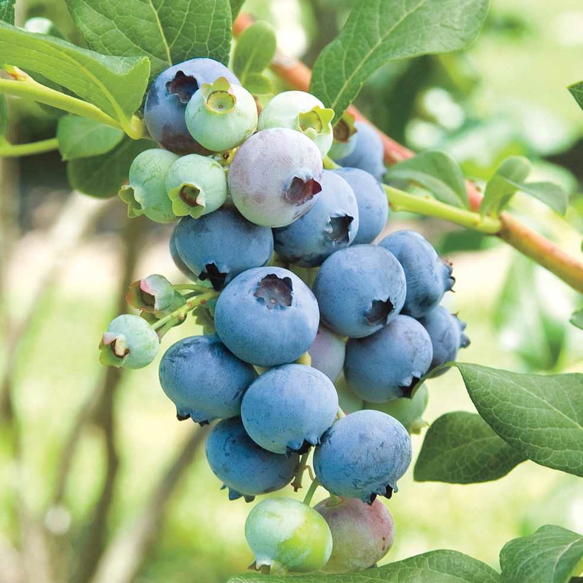 Bluecrop Blueberry Bush Fruiting Starter Plant grown in a 4 inch pot ...