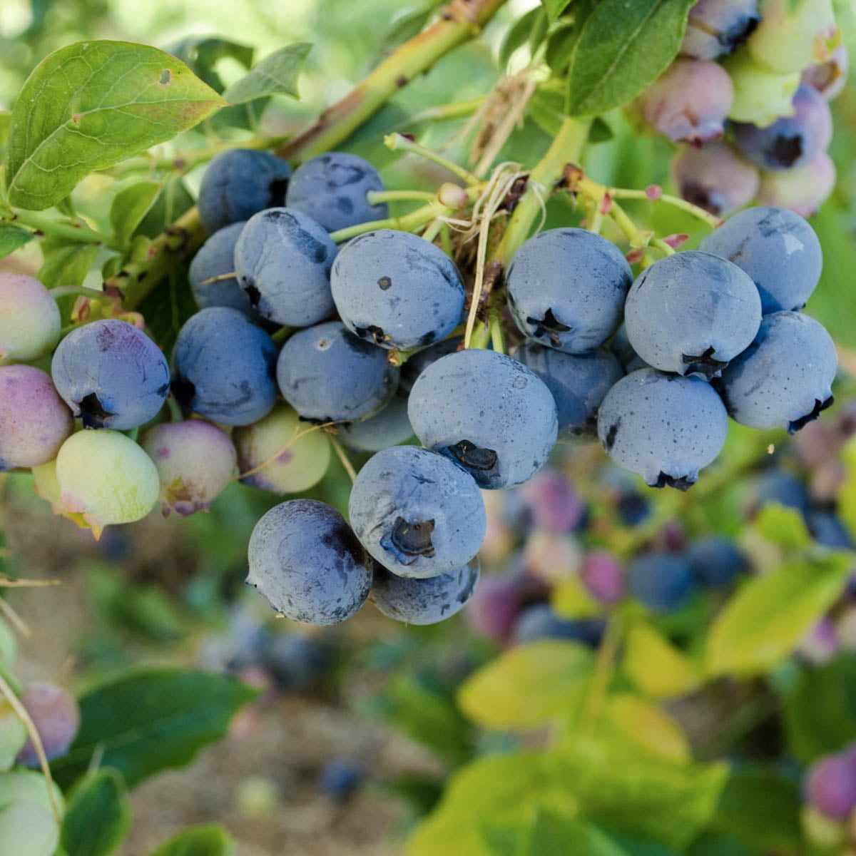 Bluecrop Blueberry Dormant Bare Root Fruit Bearing Plant (1-Pack ...