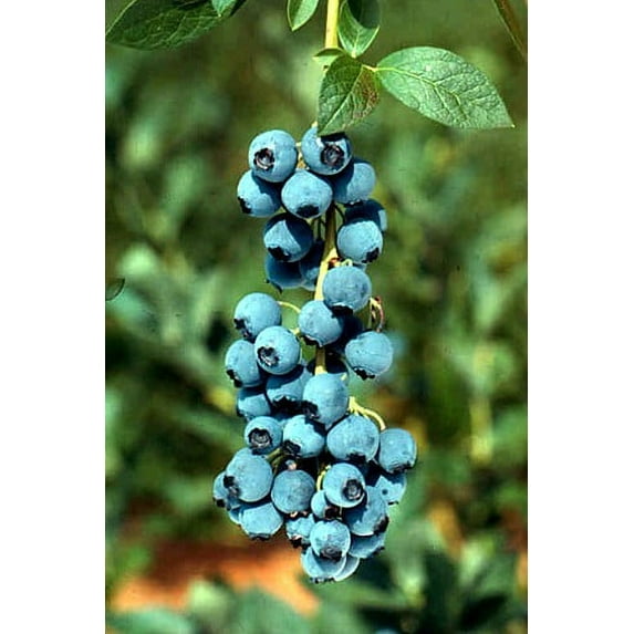 Bluejay Live Blueberry Plant - Edible Landscape, Vigorous Grower, 2.5 ...