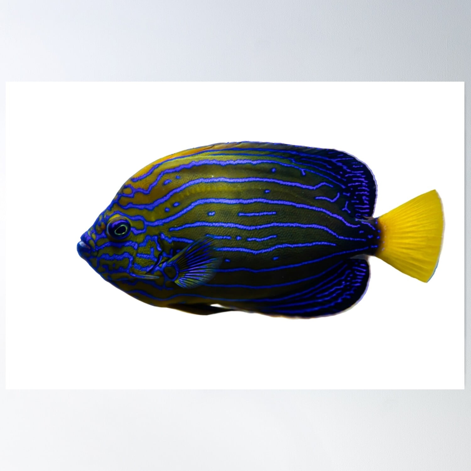 Blueline Angelfish Photo Poster Wall Art, Modern Wall Decor, 12x18 ...