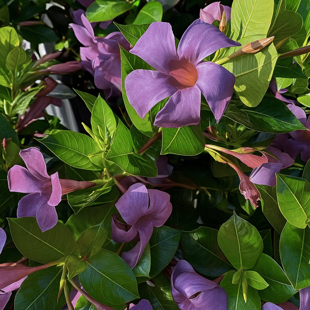 Bluephoria Mandevilla Live Plant 6 - 10 Inch, Mandevilla Vine Plant for ...