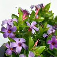 Bluephoria Mandevilla Live Plant for Outdoor Planting, Mandevilla Vine ...