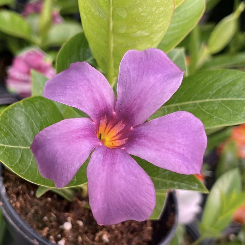 Bluephoria Mandevilla Plant 4-8 Inch Tall, Live Mandevilla Plants for ...