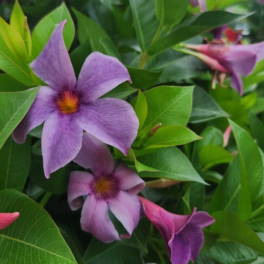 Bluephoria Mandevilla Vine Plant, Live Outdoor Plant with Blue-Purple ...