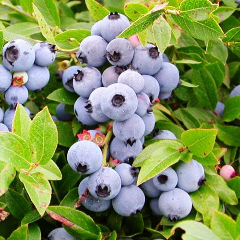 Blueray Blueberry Root - Ready to Plant - Grow Your own Food ...