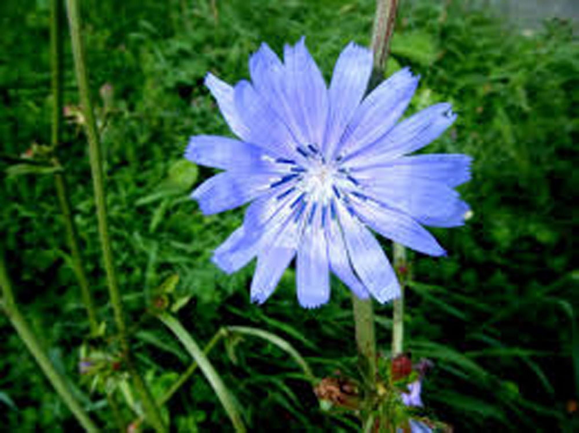 Bluest Blue Chicory 500 Seeds, Beautiful Blue Cut Flower - Walmart.com