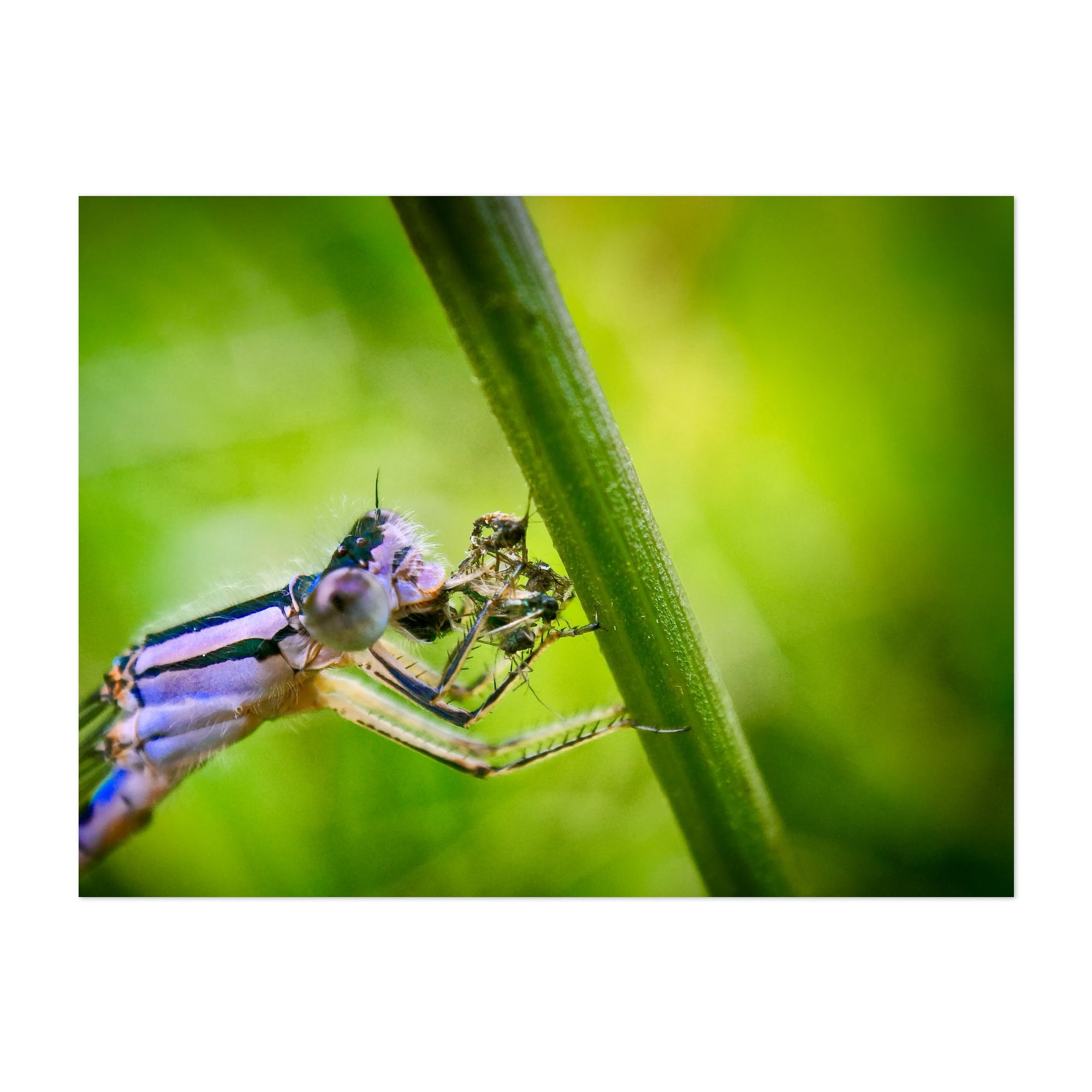 Bluet Damselfly Eating Prey - Ferrisburgh Vermont Photography Nature ...