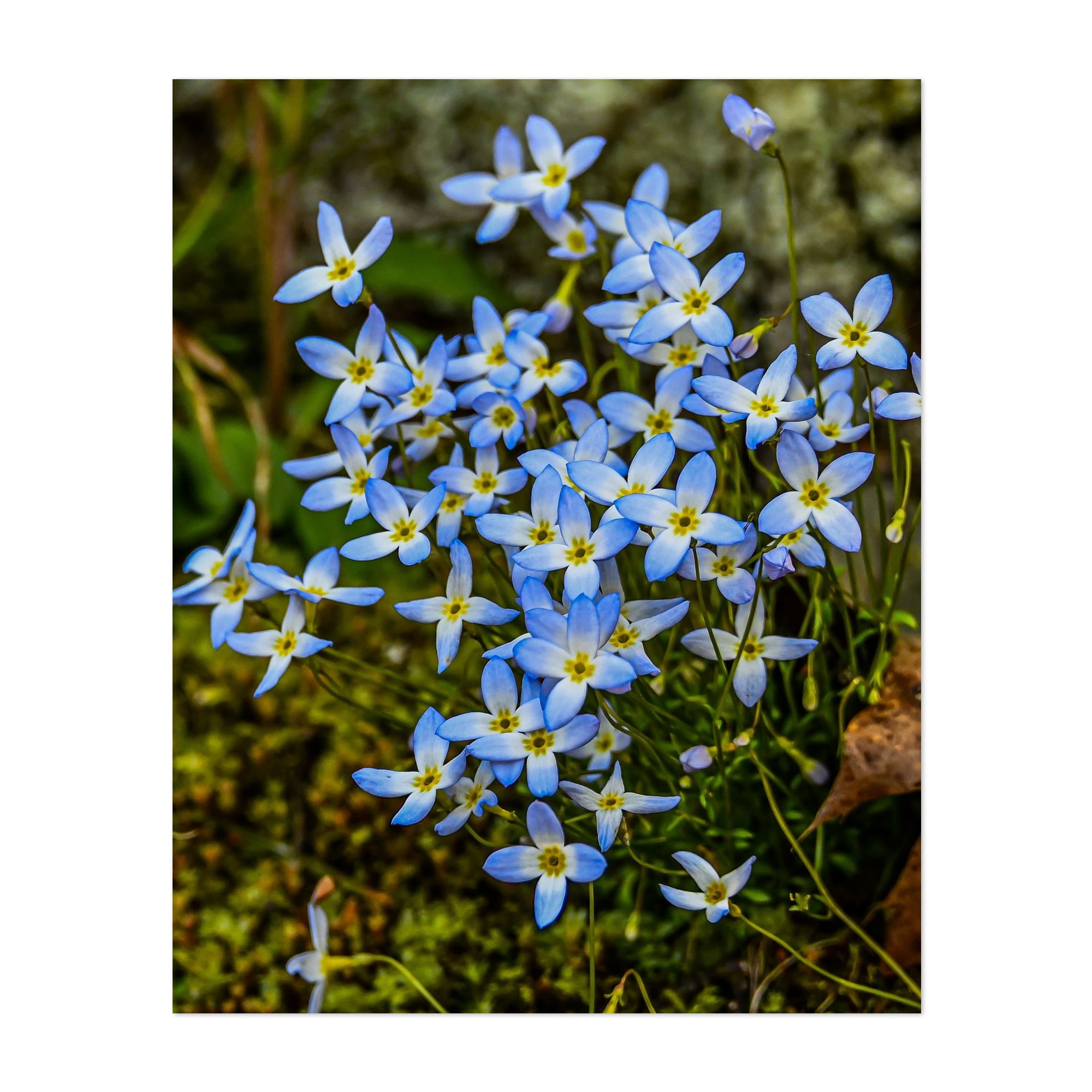 Bluets - York Pennsylvania Photography Flowers Floral Nature Botanical ...