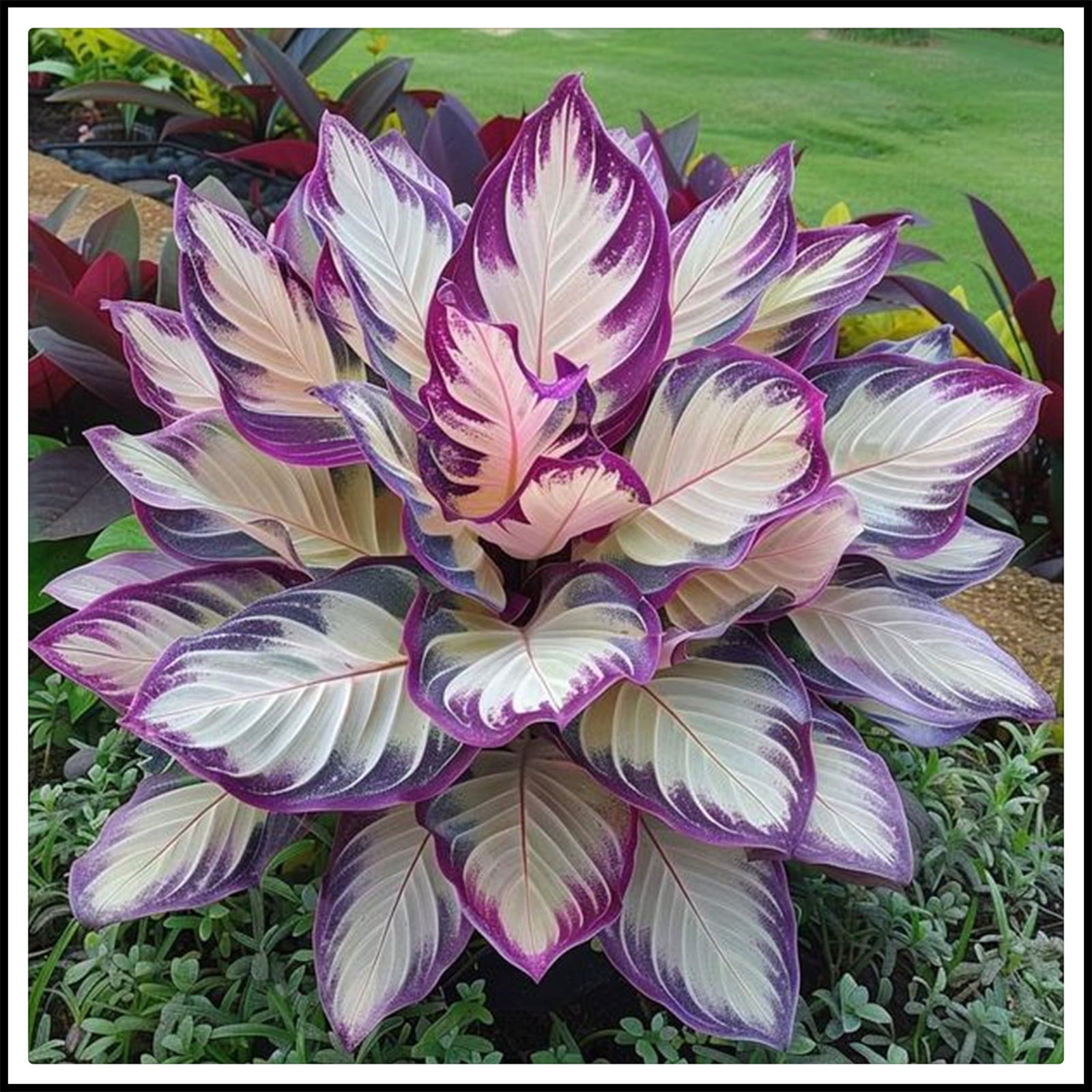 Bluk Garden (Hosta PLANTING) Can Grow Well in Flower Pot ( Hosta ...