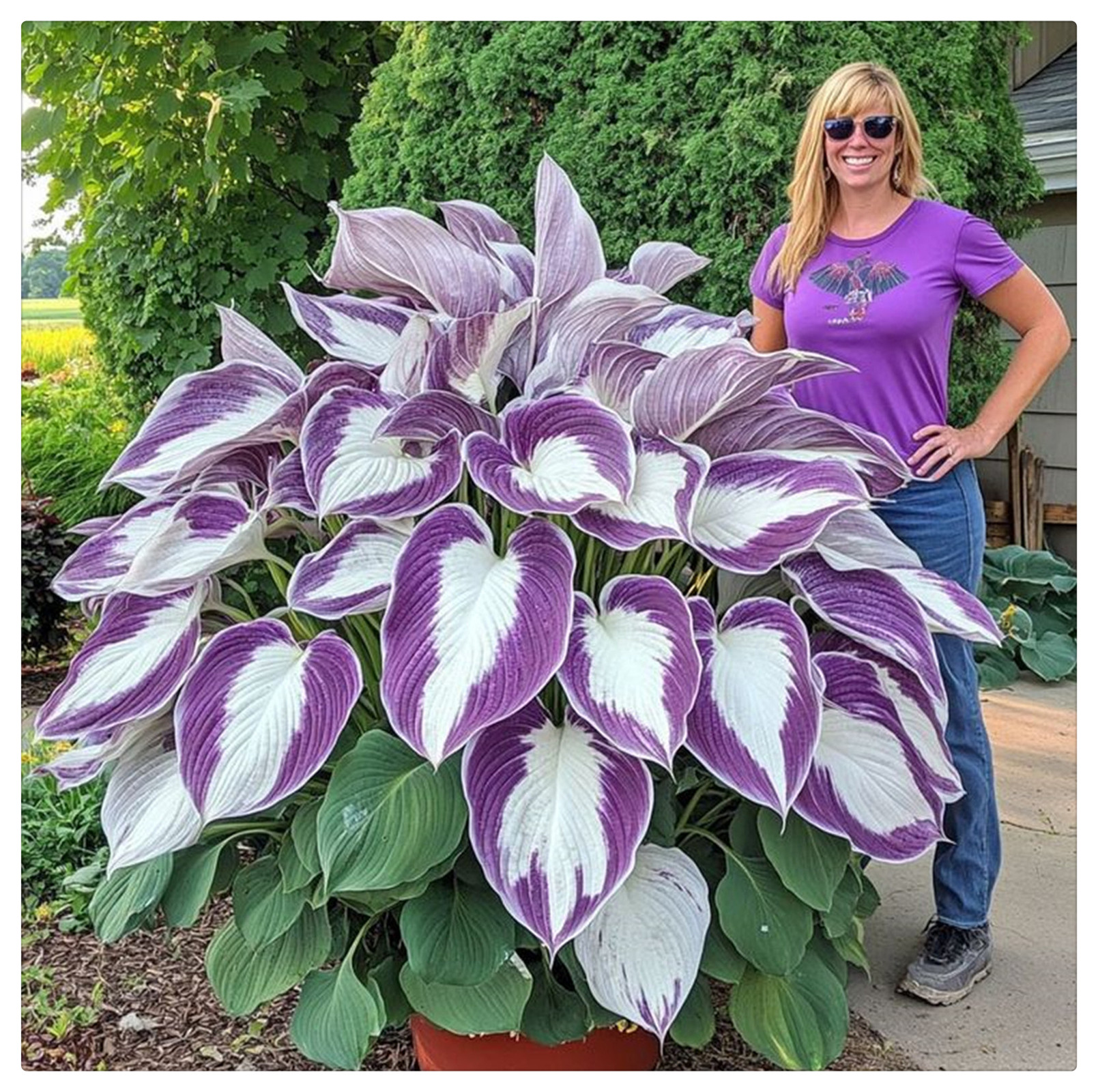 Bluk Garden (Hosta PLANTING) Elegance Decoration Perfect for Borders ...