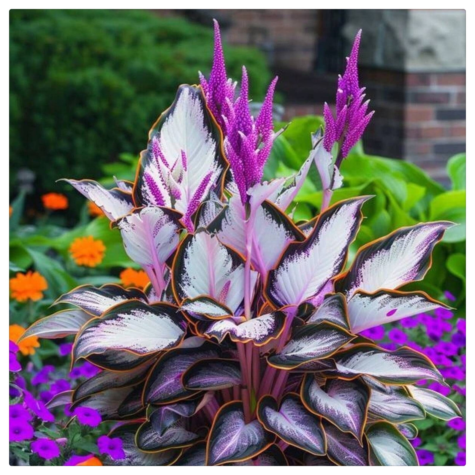 Bluk Garden (Hosta PLANTING) Elegance Decoration Perfect for Borders ...