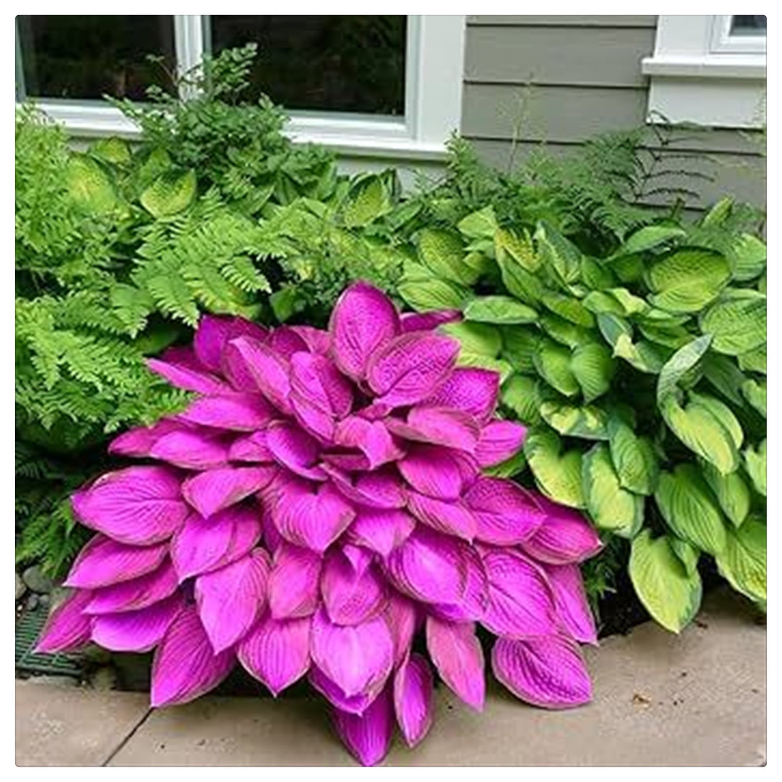 Bluk Garden Hosta PLANTING Elegance Decoration Perfect for Borders ...