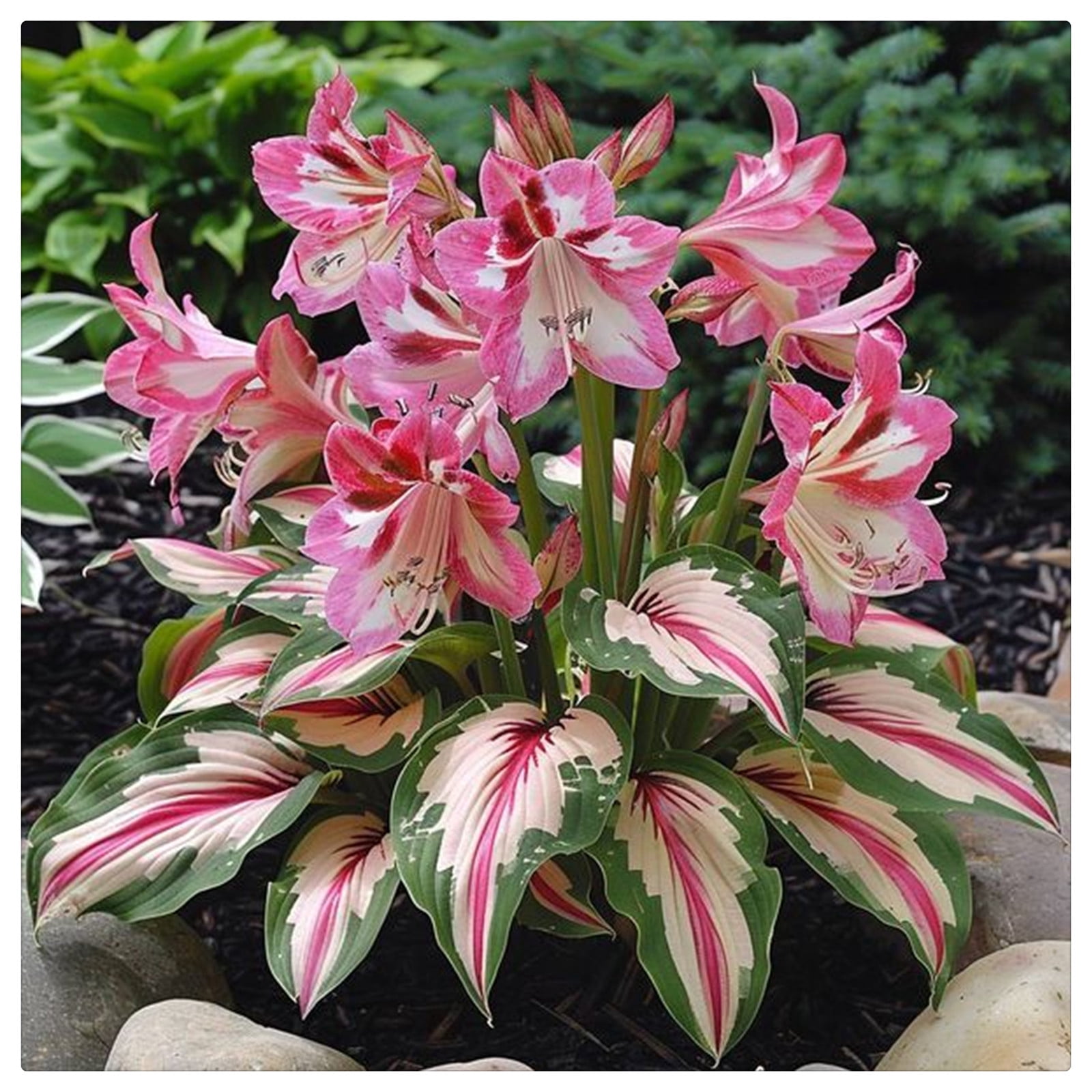 Bluk Garden Hosta PLANTING Elegance Decoration Perfect for Borders ...