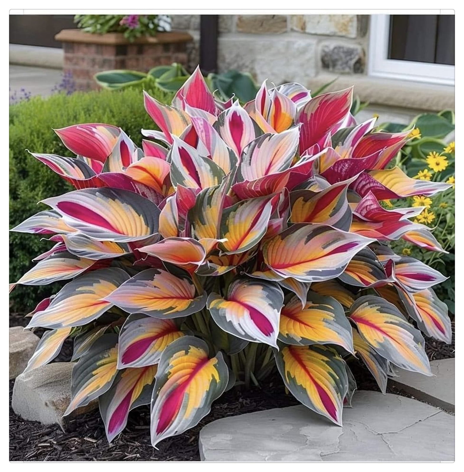 Bluk Garden Hosta PLANTING Elegance Decoration Perfect for Borders ...