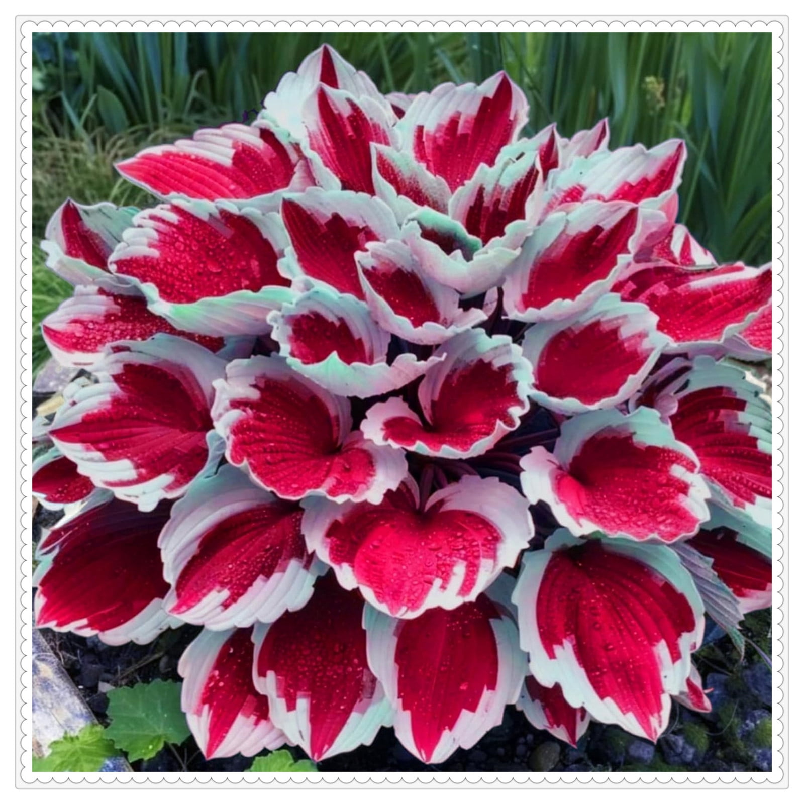 Bluk Garden Hosta PLANTING Elegance Decoration Perfect for Borders ...