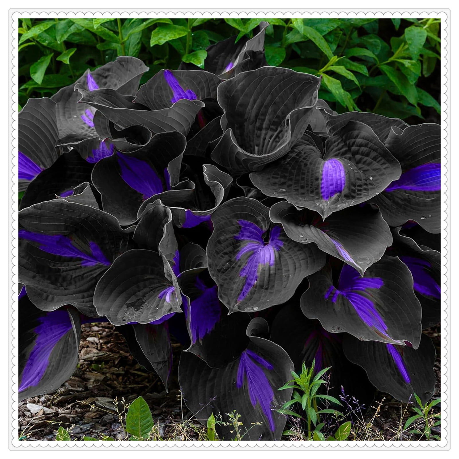 Bluk Garden (Hosta PLANTING) Elegance Decoration Perfect for Borders ...