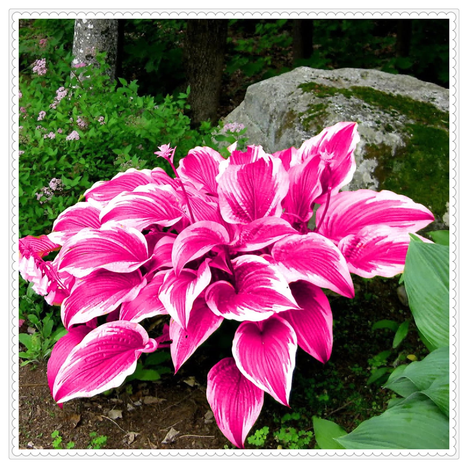 Bluk Garden (Hosta PLANTING) Elegance Decoration Perfect for Borders ...