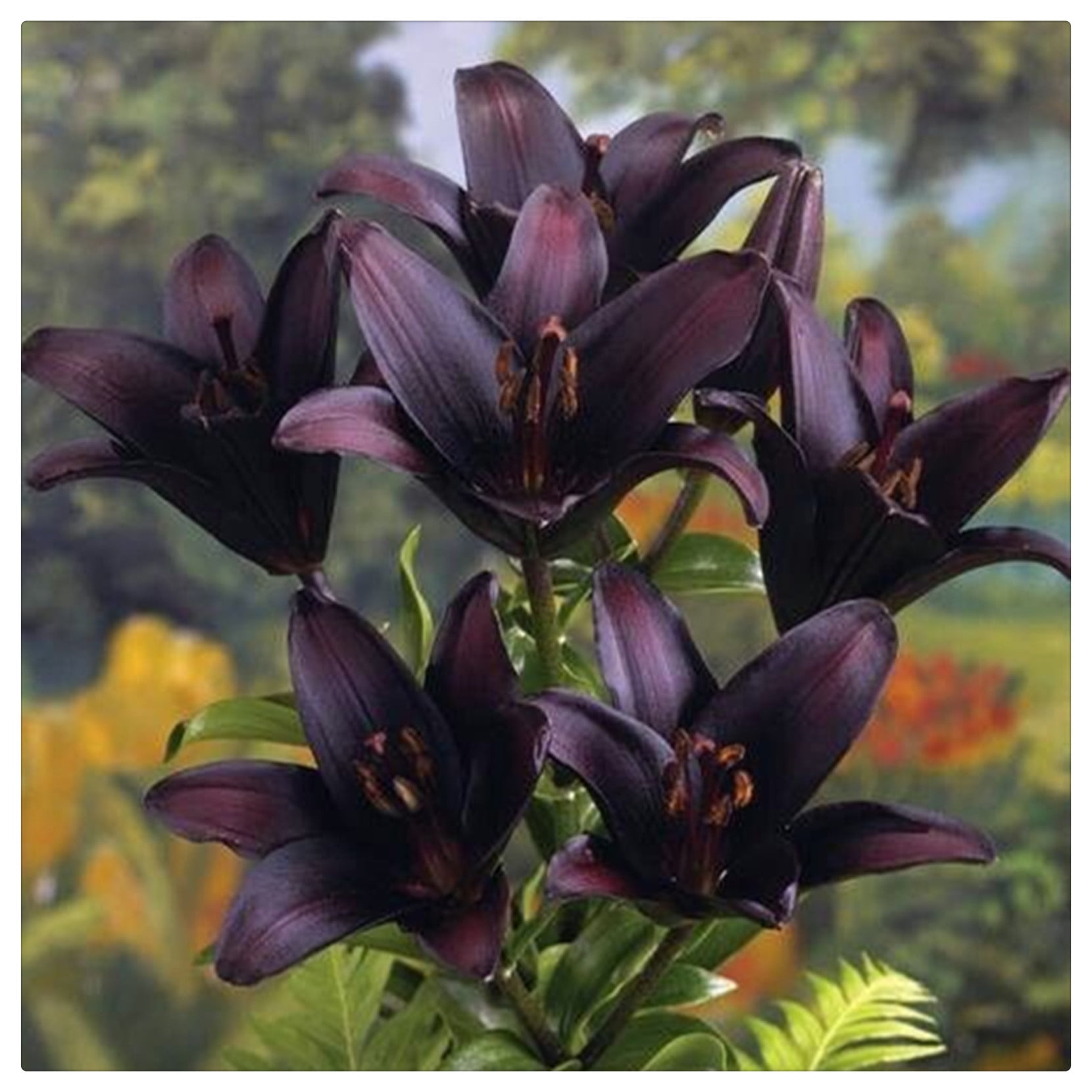 Bluk Garden Lily PLANTING Elegance Decoration Perfect for Borders ...