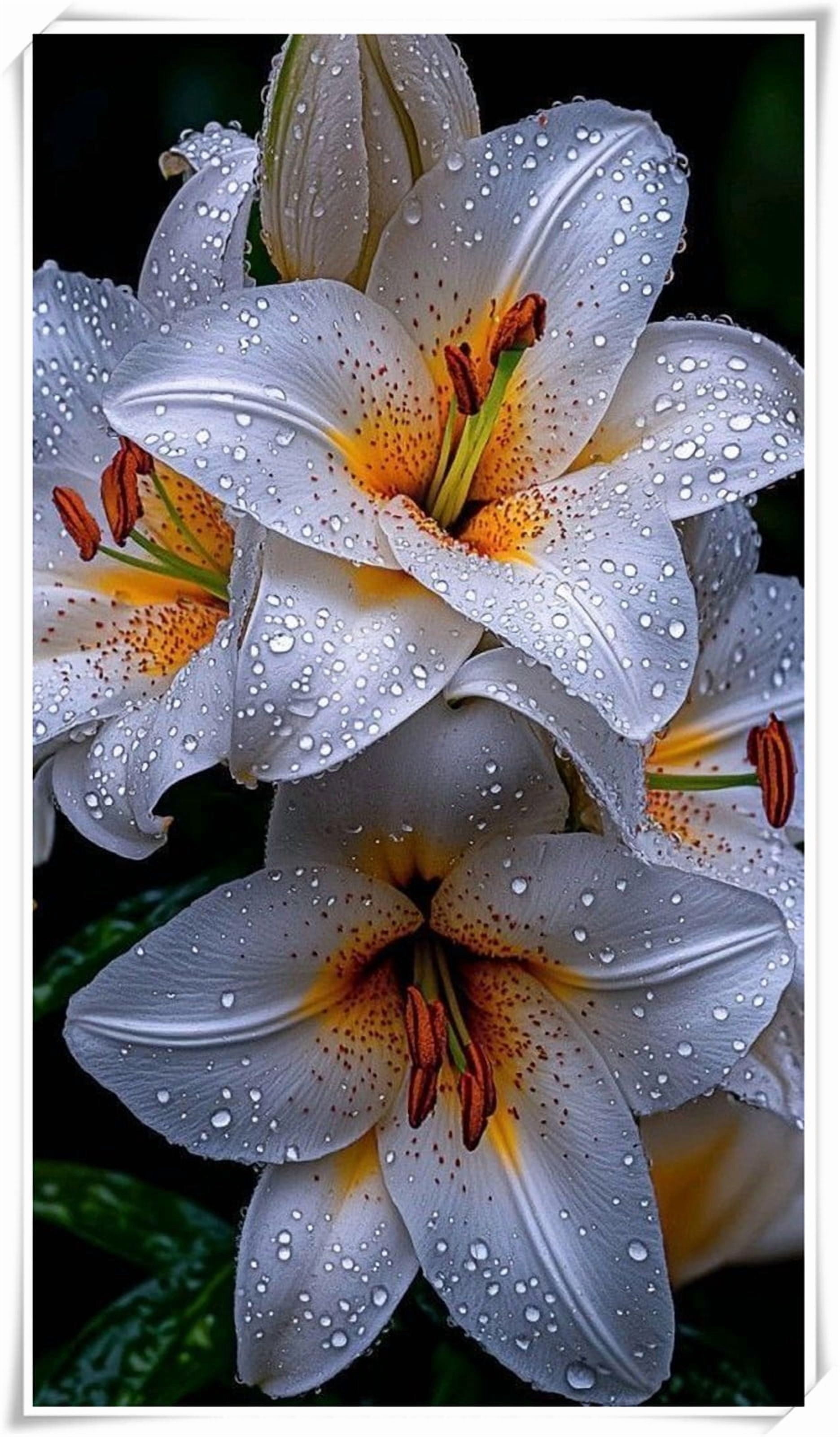 Bluk Garden (Lily for Planting) Elegance Decoration Perfect for Borders ...